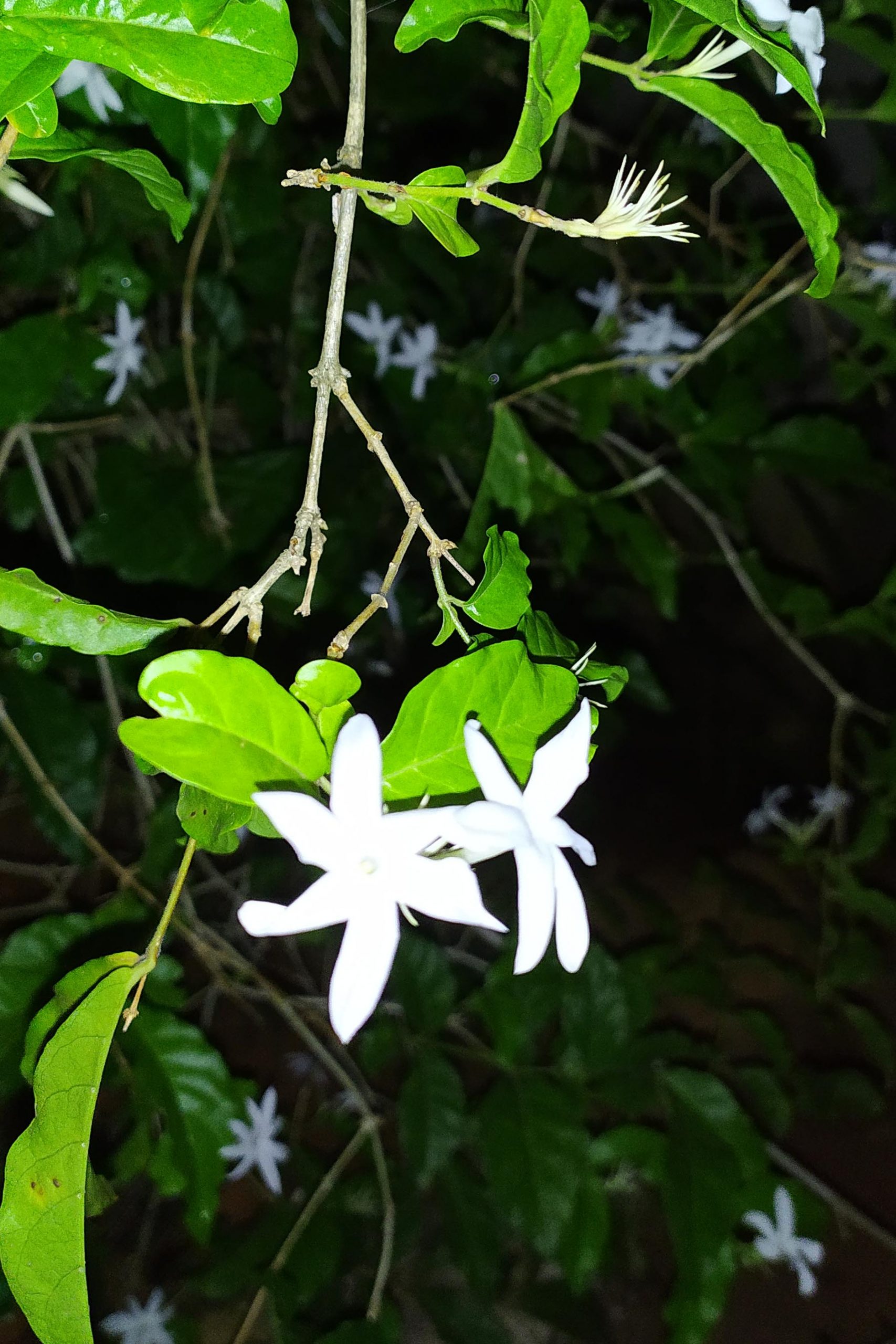 Udupi Jasmine Market: Dec 01 - The Canara Post